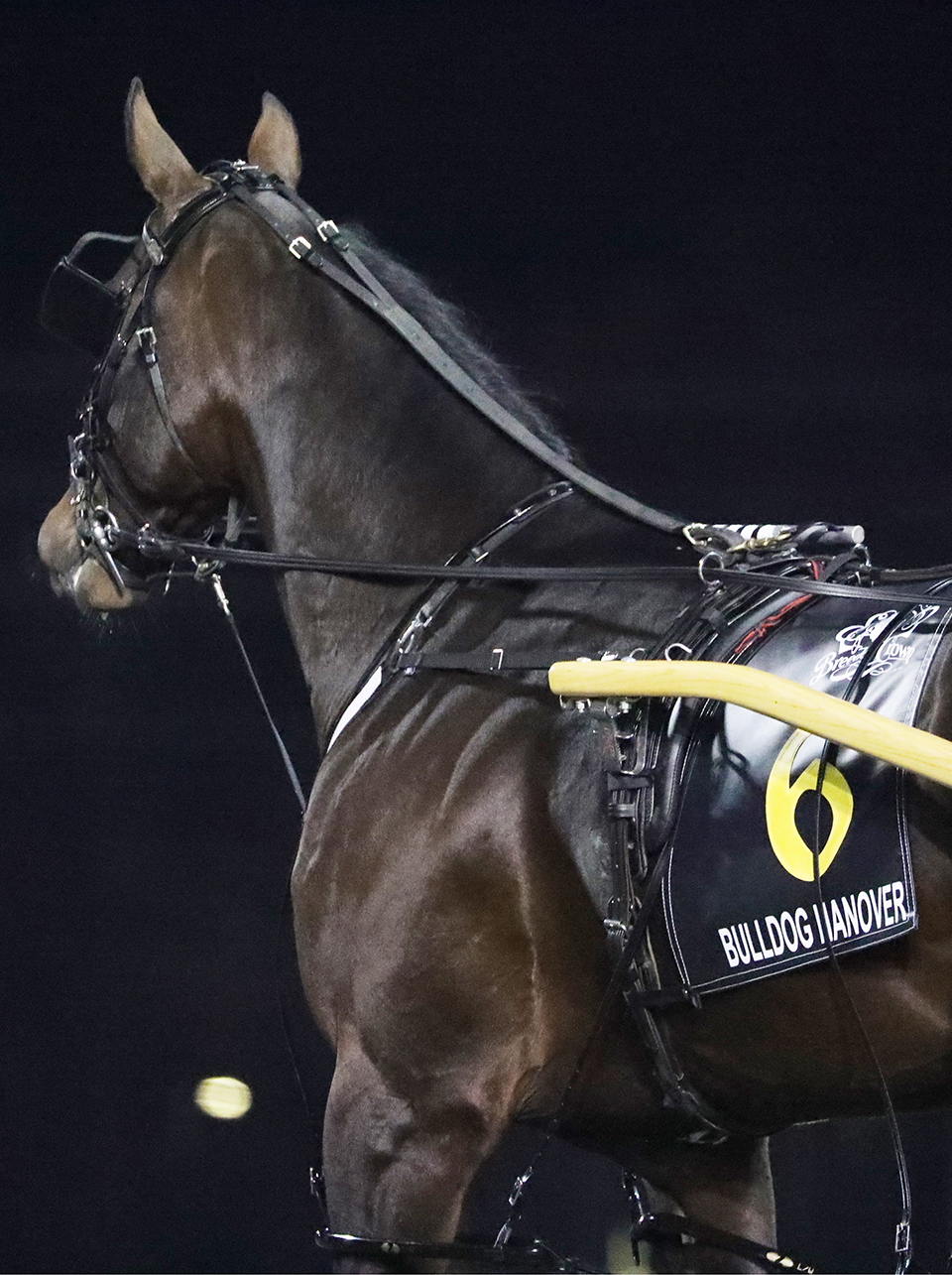 Bulldog Hanover: An Oral History | Standardbred Canada