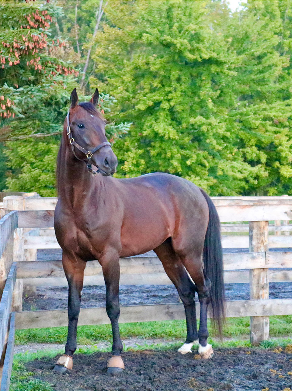 Bulldog Hanover: An Oral History | Standardbred Canada