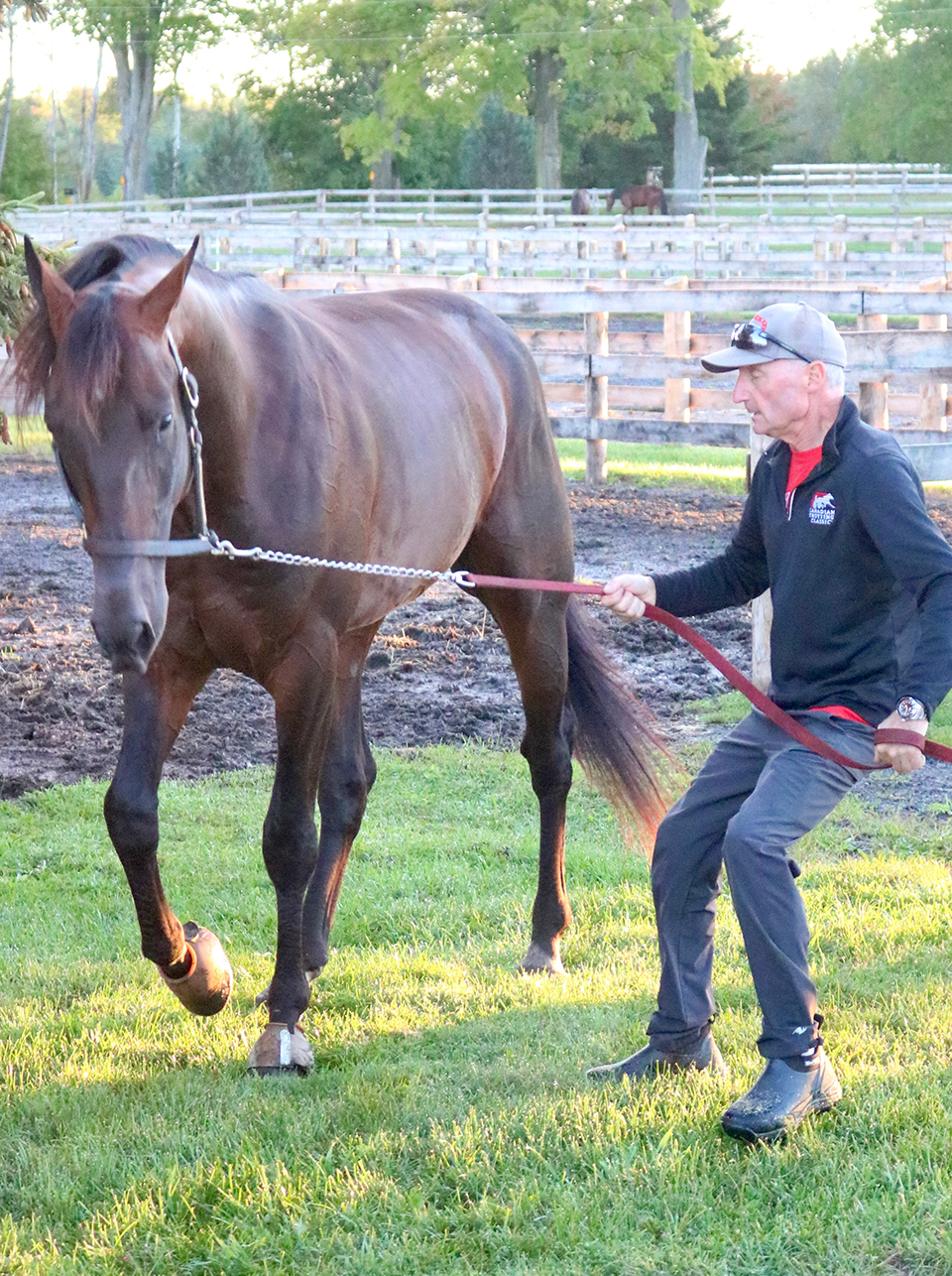 Bulldog Hanover: An Oral History | Standardbred Canada