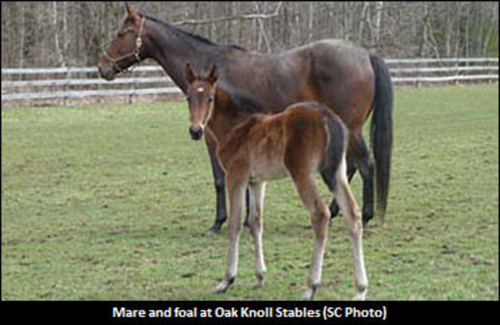 Breeding Farm Open House Successful | Standardbred Canada
