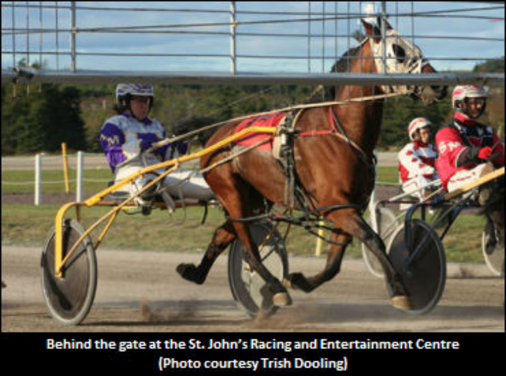 Racing Back On In Newfoundland | Standardbred Canada